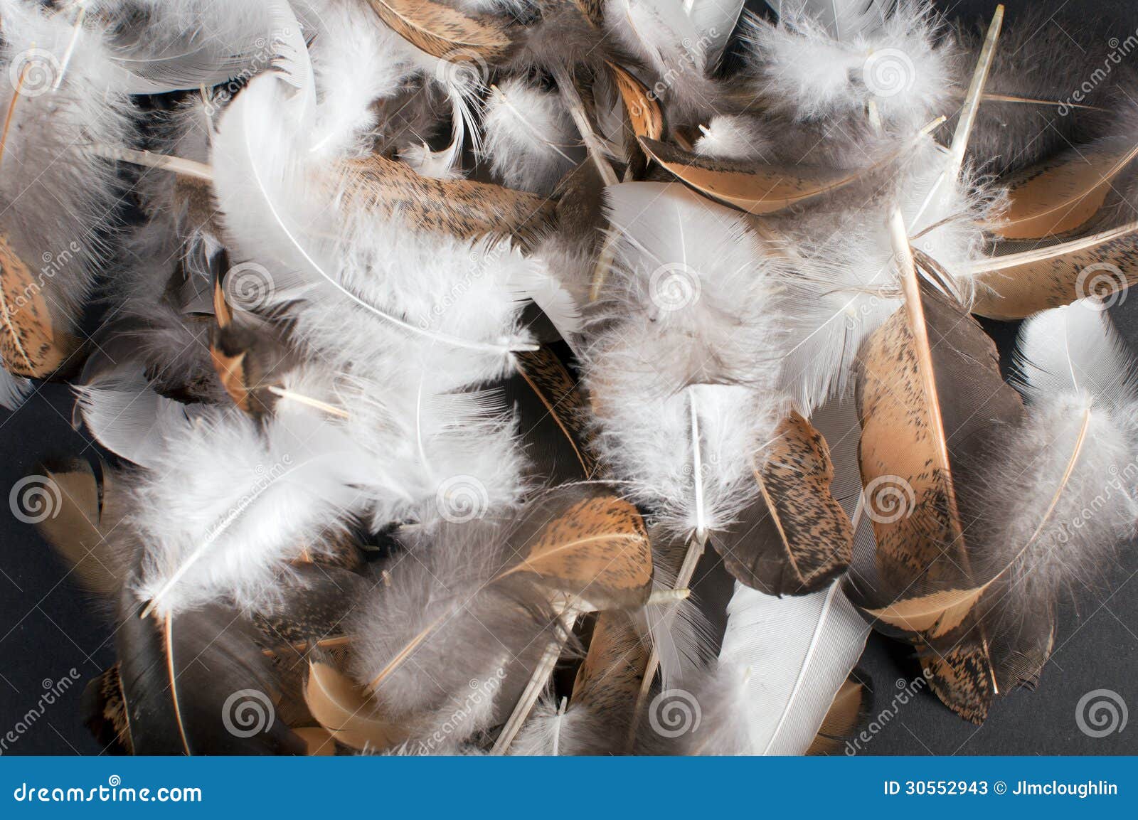 Pile Bird Feathers Stock Photos - Download 329 Royalty Free Photos