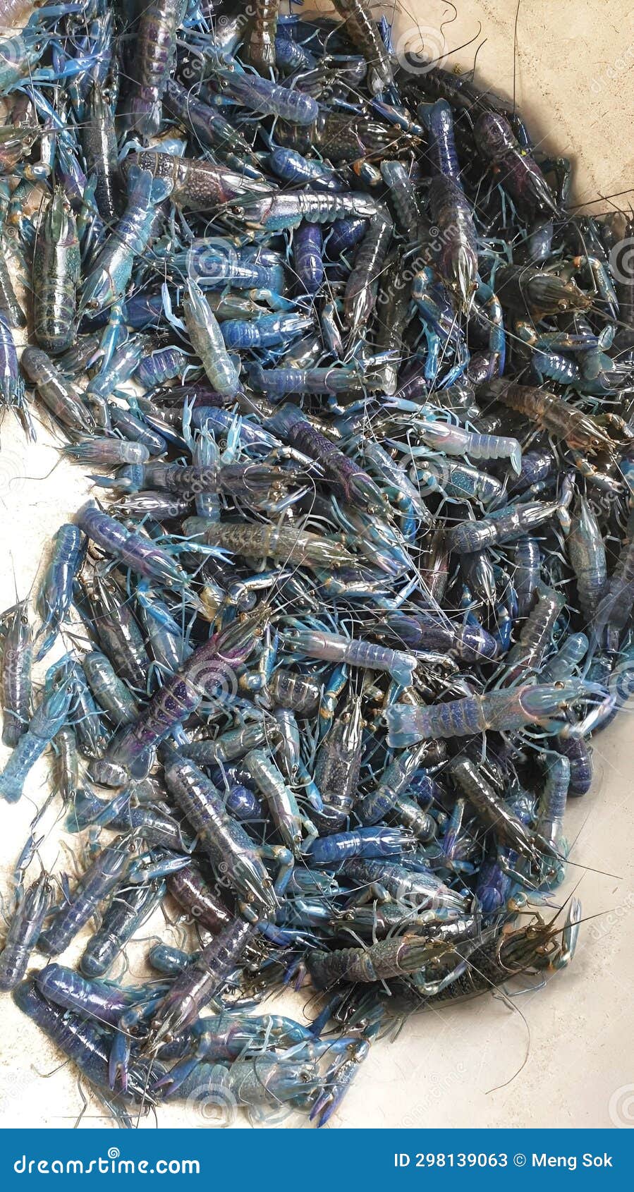 Blue Shrimp On The Bubble Coral Close To Liberty Wreck In Tulamben ...