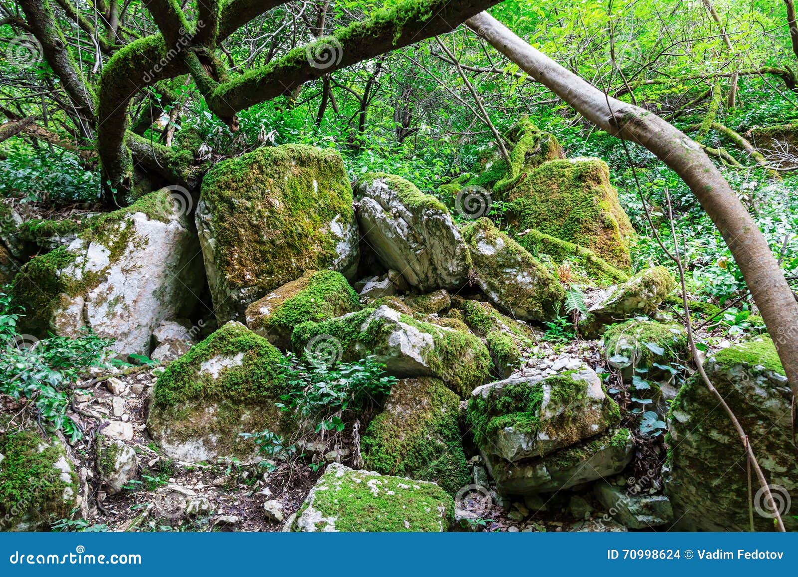 Pile of boulders in forest stock photo. Image of horizontal - 70998624