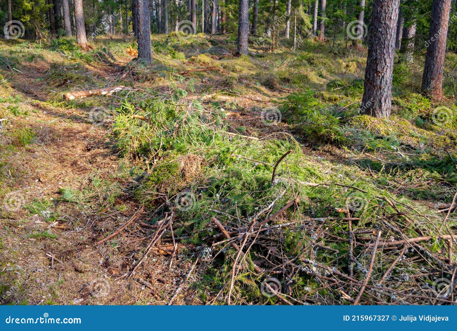 Pile Branches, Tire Wheels Trace. Deforestation and Logging, Forest ...