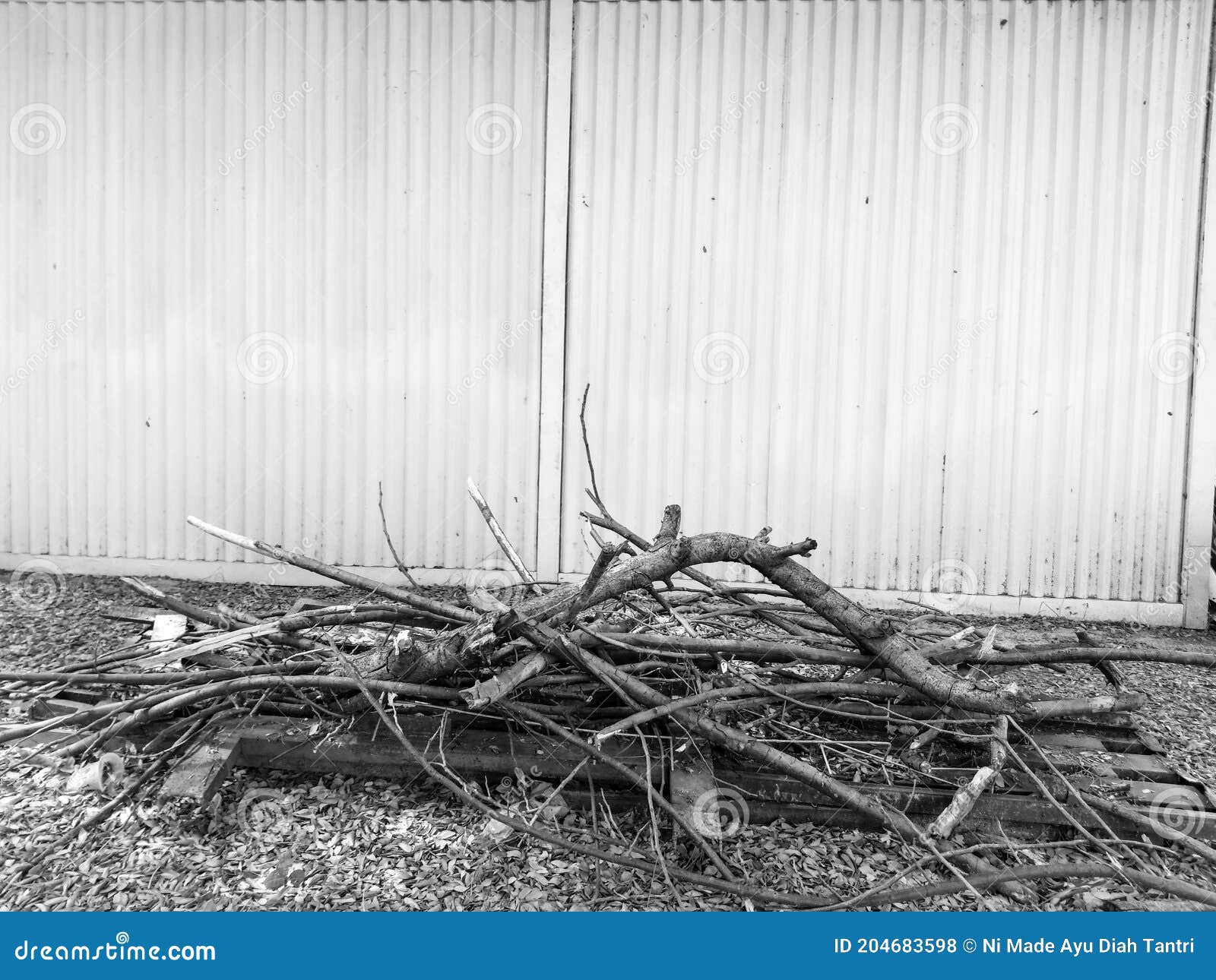 Pile Of Cut Branches And Chestnut Trunks On The Ground, After Process ...
