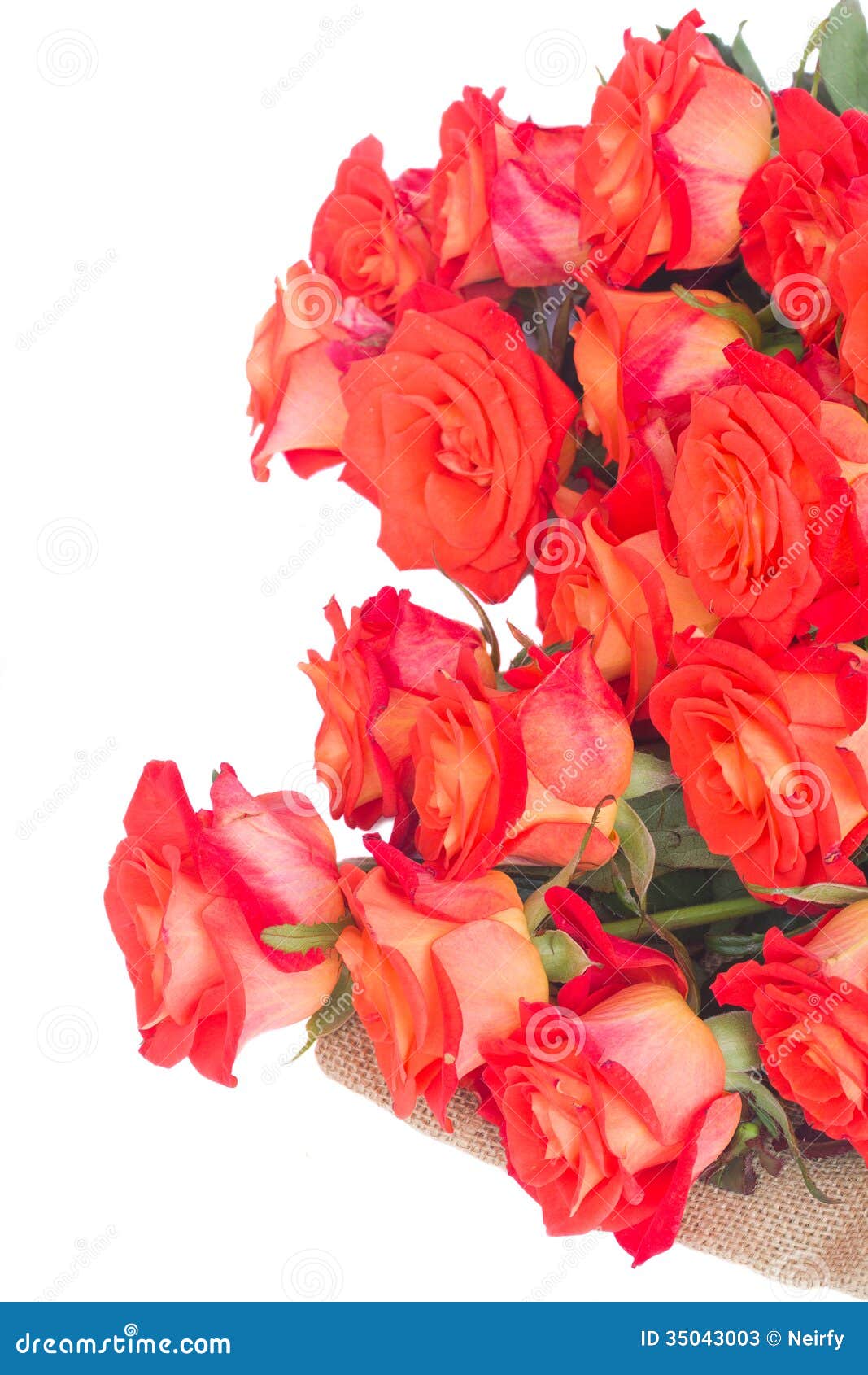 Pile of Bright Orange Roses Buds Border Stock Image - Image of color ...
