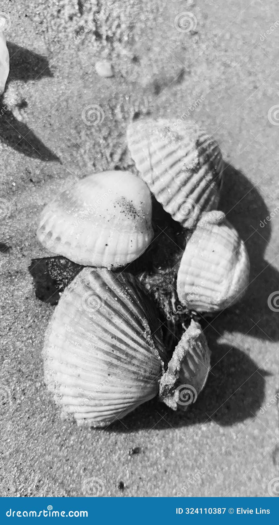 A Pile of Broken Shells on a Beach Stock Image - Image of macro ...
