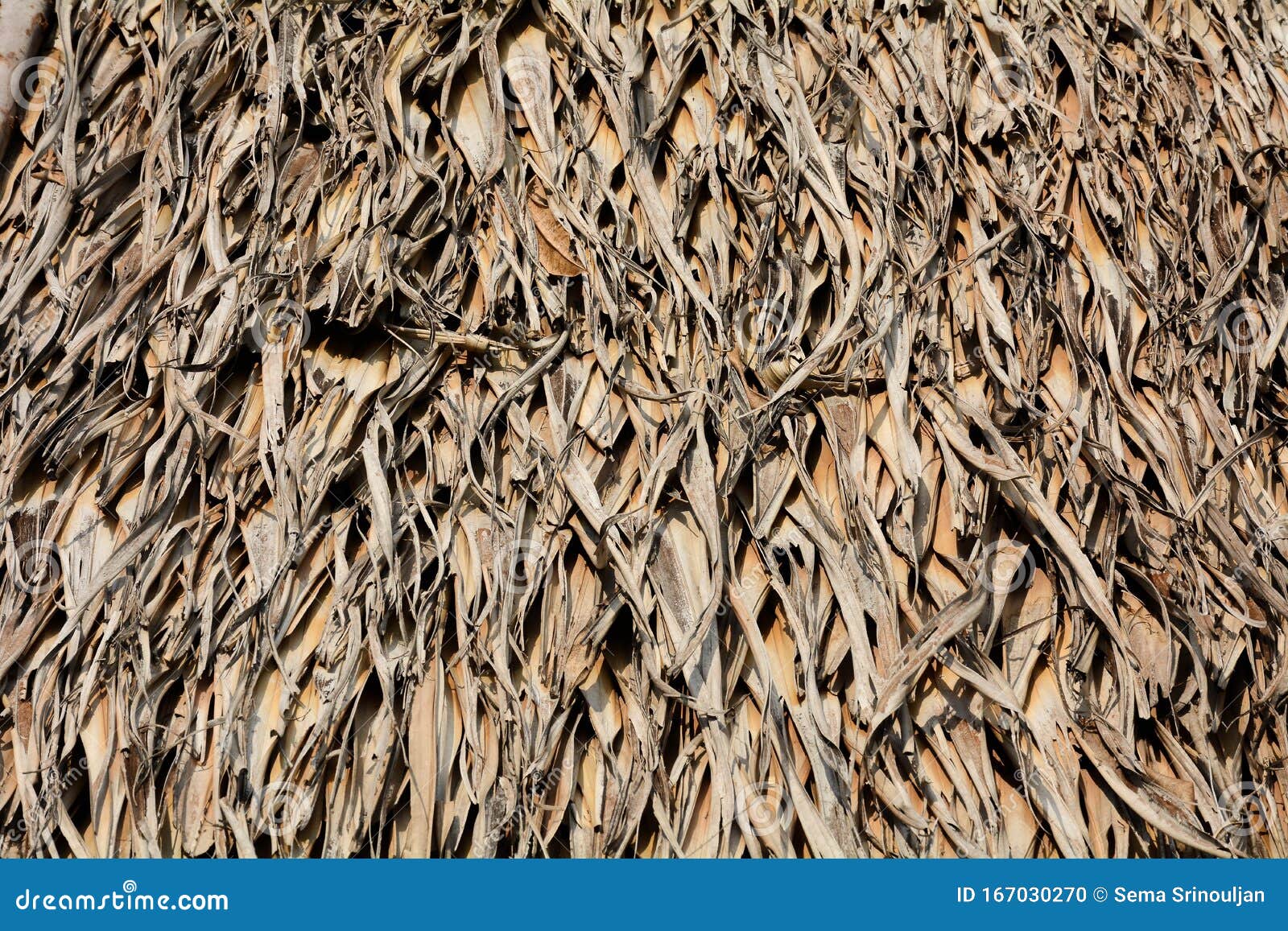Pile of Brown Dry Palm Leaves. Stock Photo - Image of park, element ...