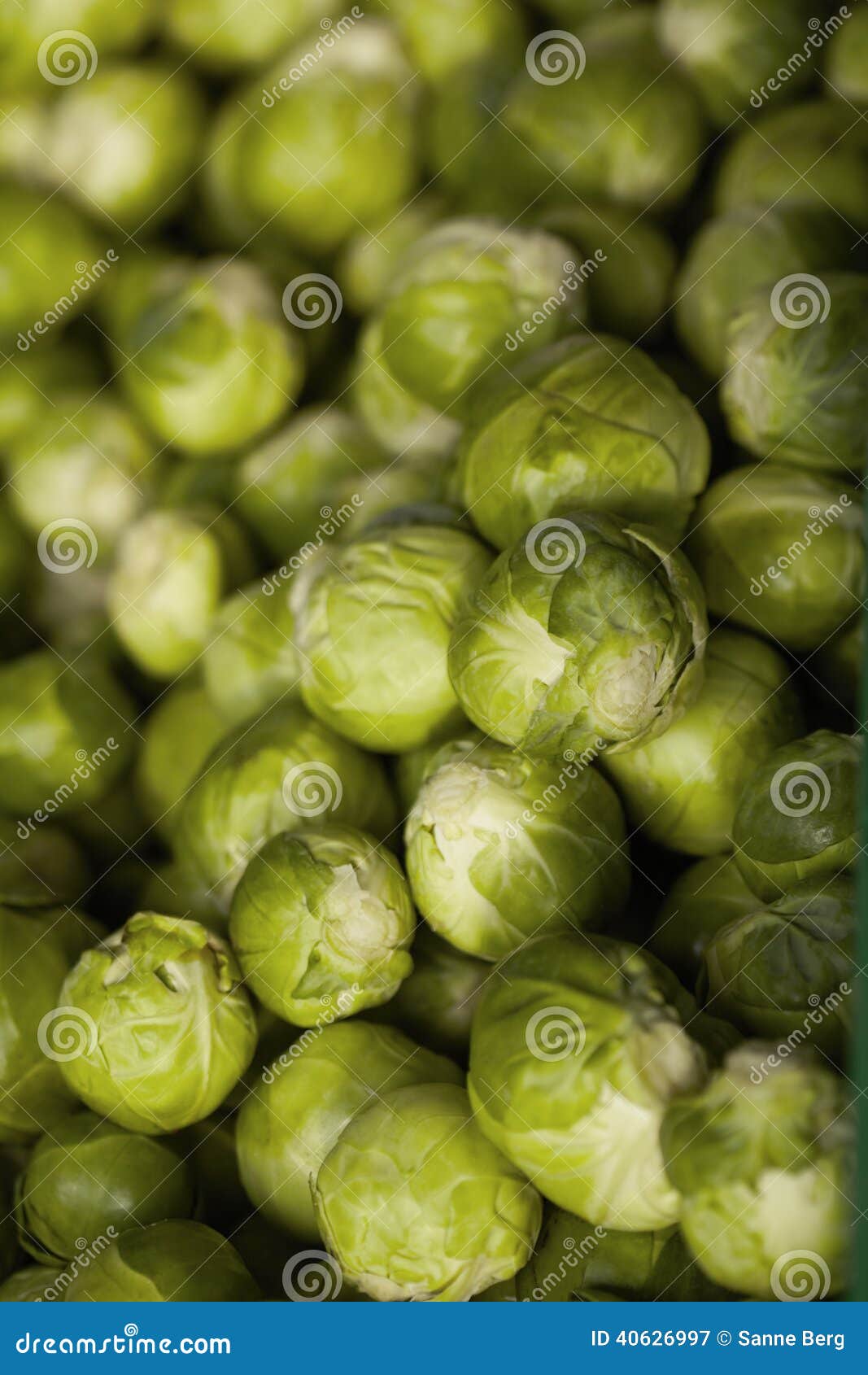 Pile of brussels sprout stock image. Image of healthy - 40626997
