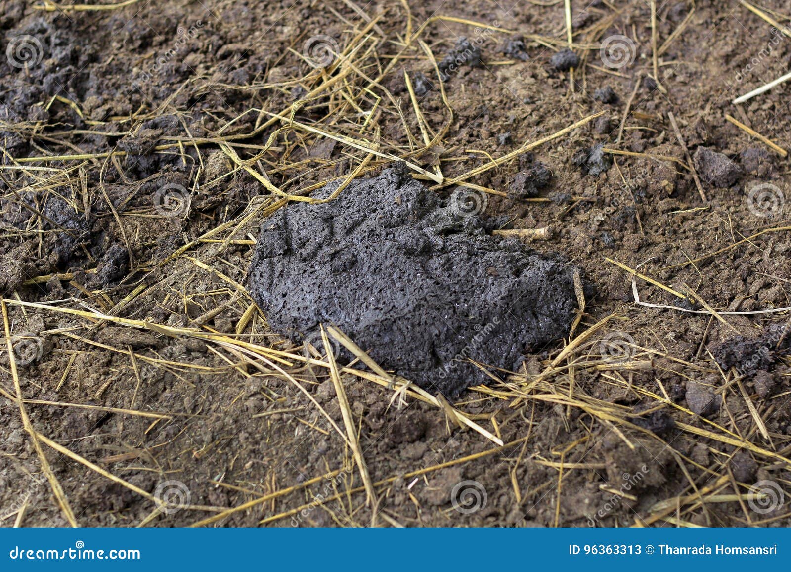 Pile Of Buffalo Dung Stock Photography | CartoonDealer.com #96363452