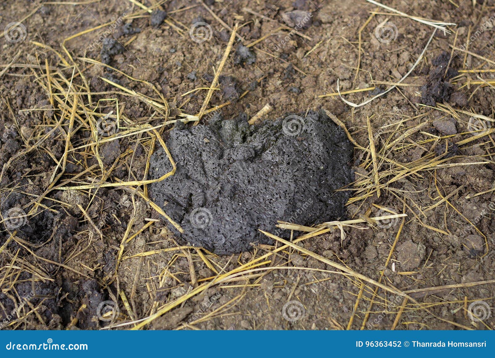 Pile of buffalo dung stock photo. Image of plant, disgust - 96363452