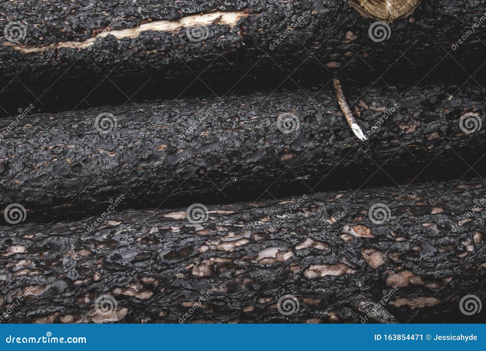 Pile of burned trees stock image. Image of black, catastrophe - 163854471