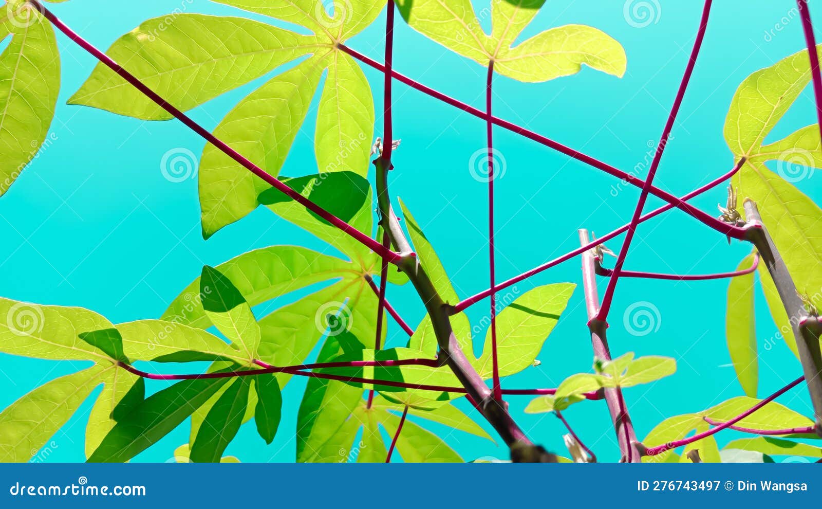 Pile of Cassava Leaves that Form a Combination of Red and Green Stock ...