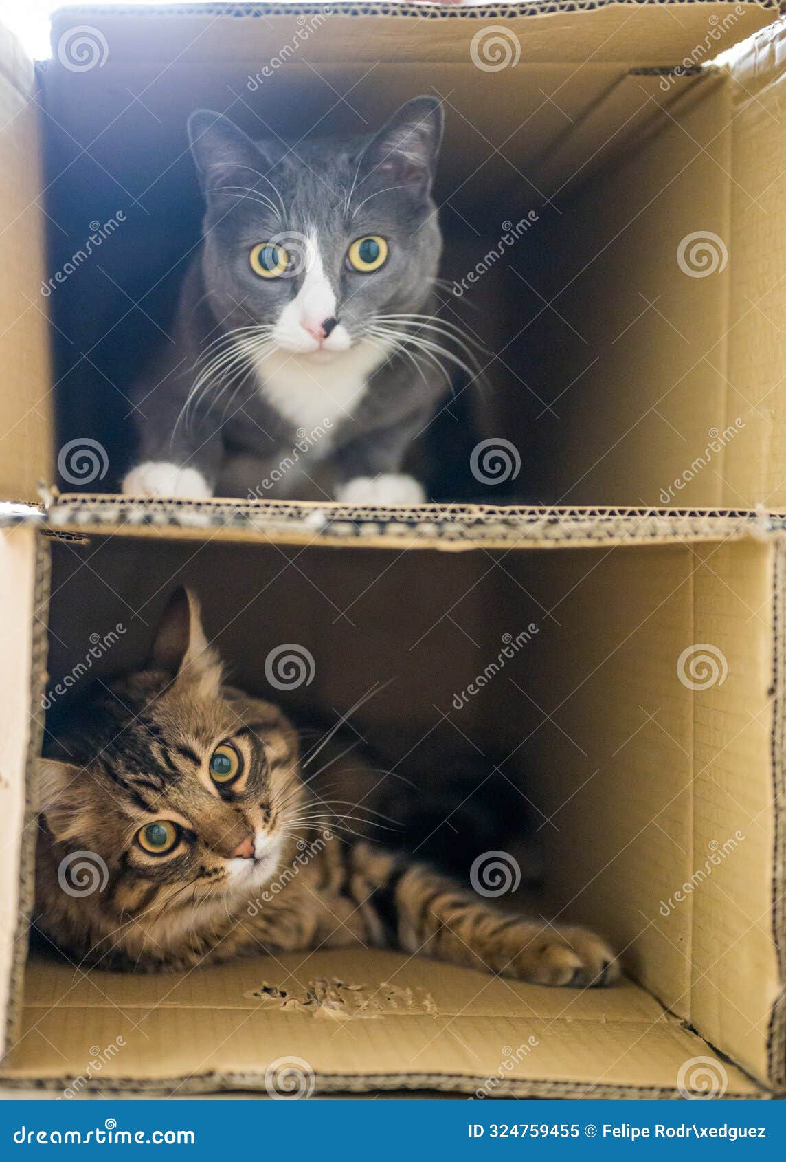 Pile of cats stock image. Image of cats, playful, pussycat - 324759455