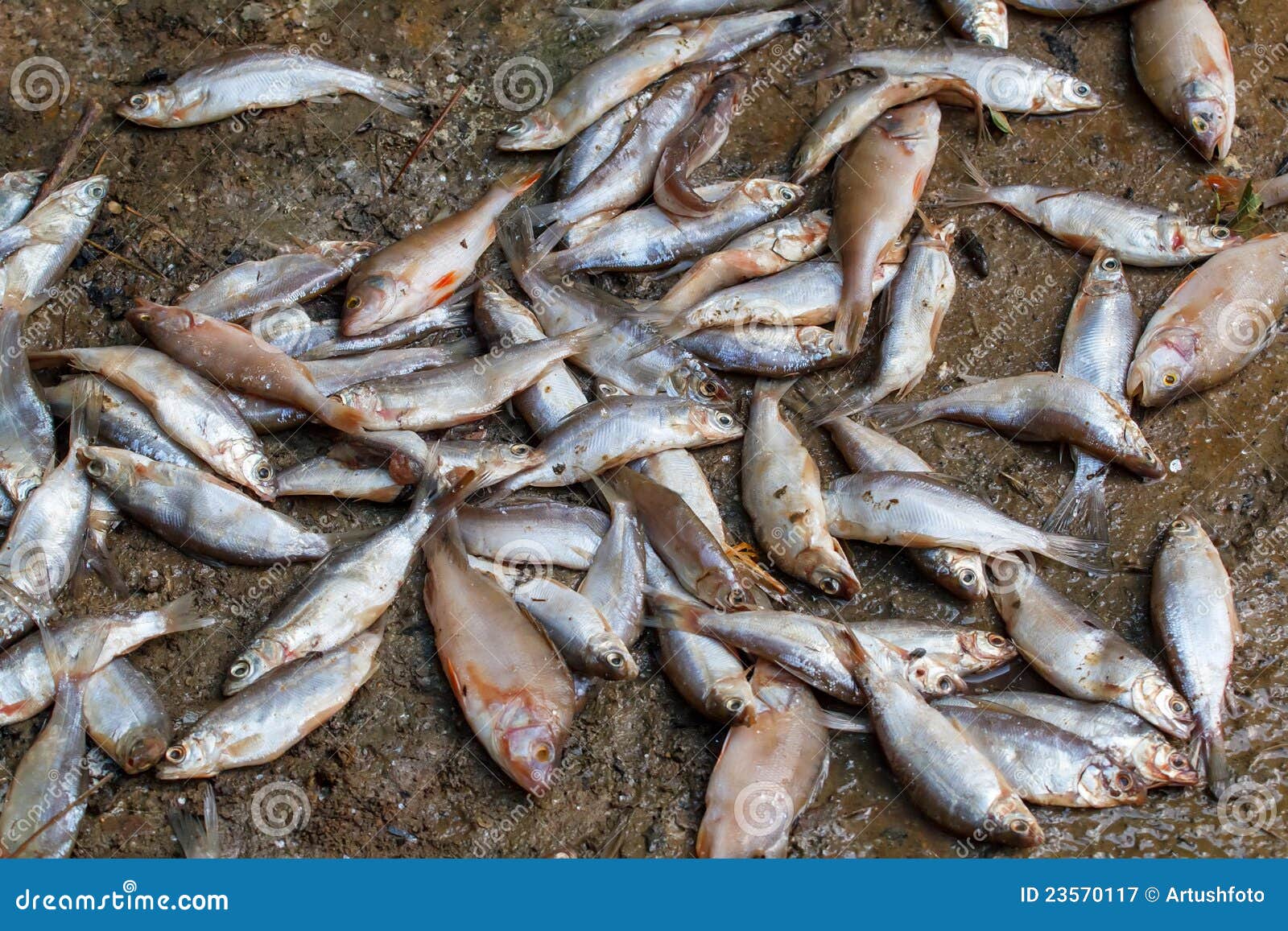 Pile of caught sea fish stock image. Image of pollution - 23570117