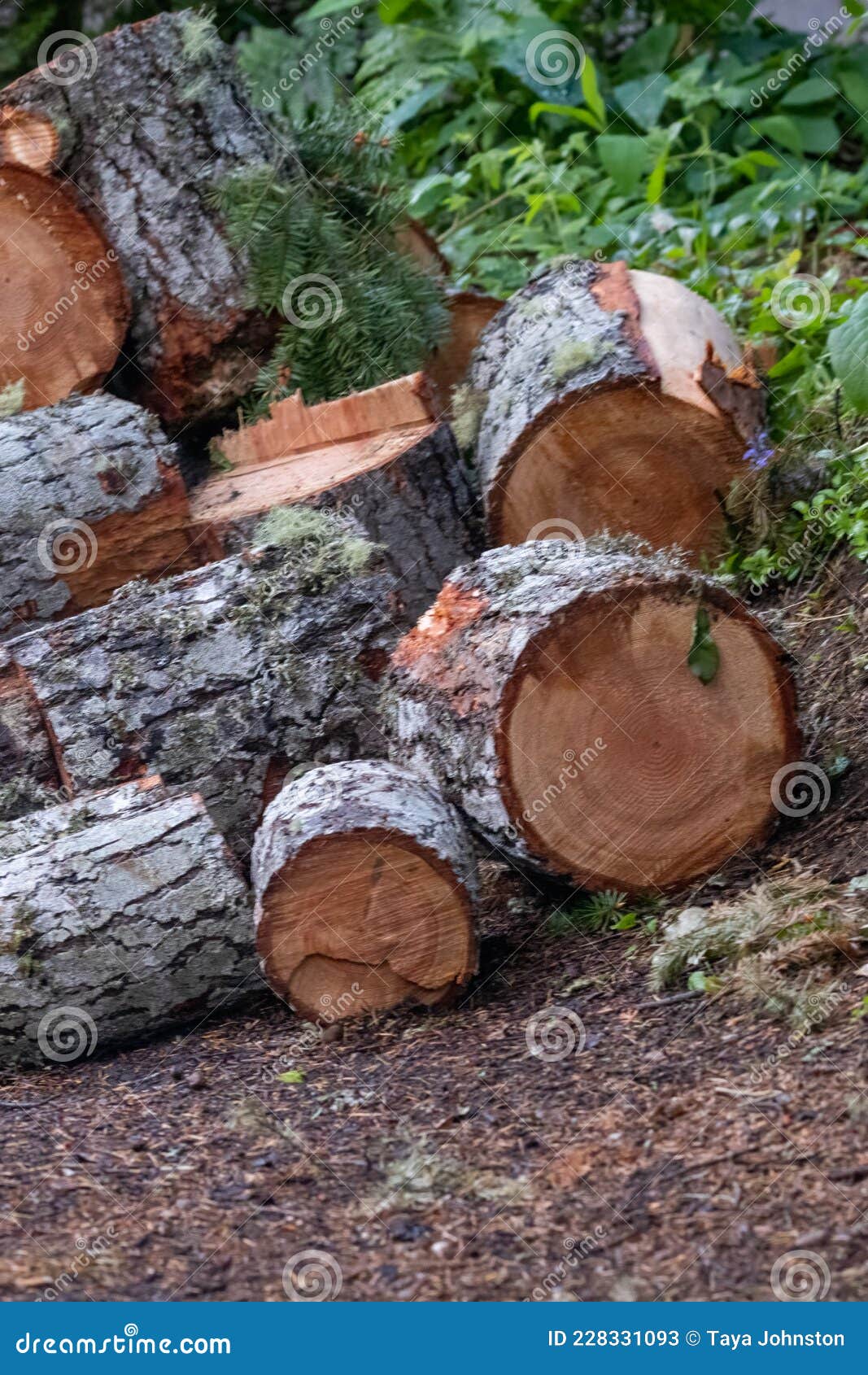 Pile of Cedar Ready To Chop and Stack Stock Image - Image of shape ...