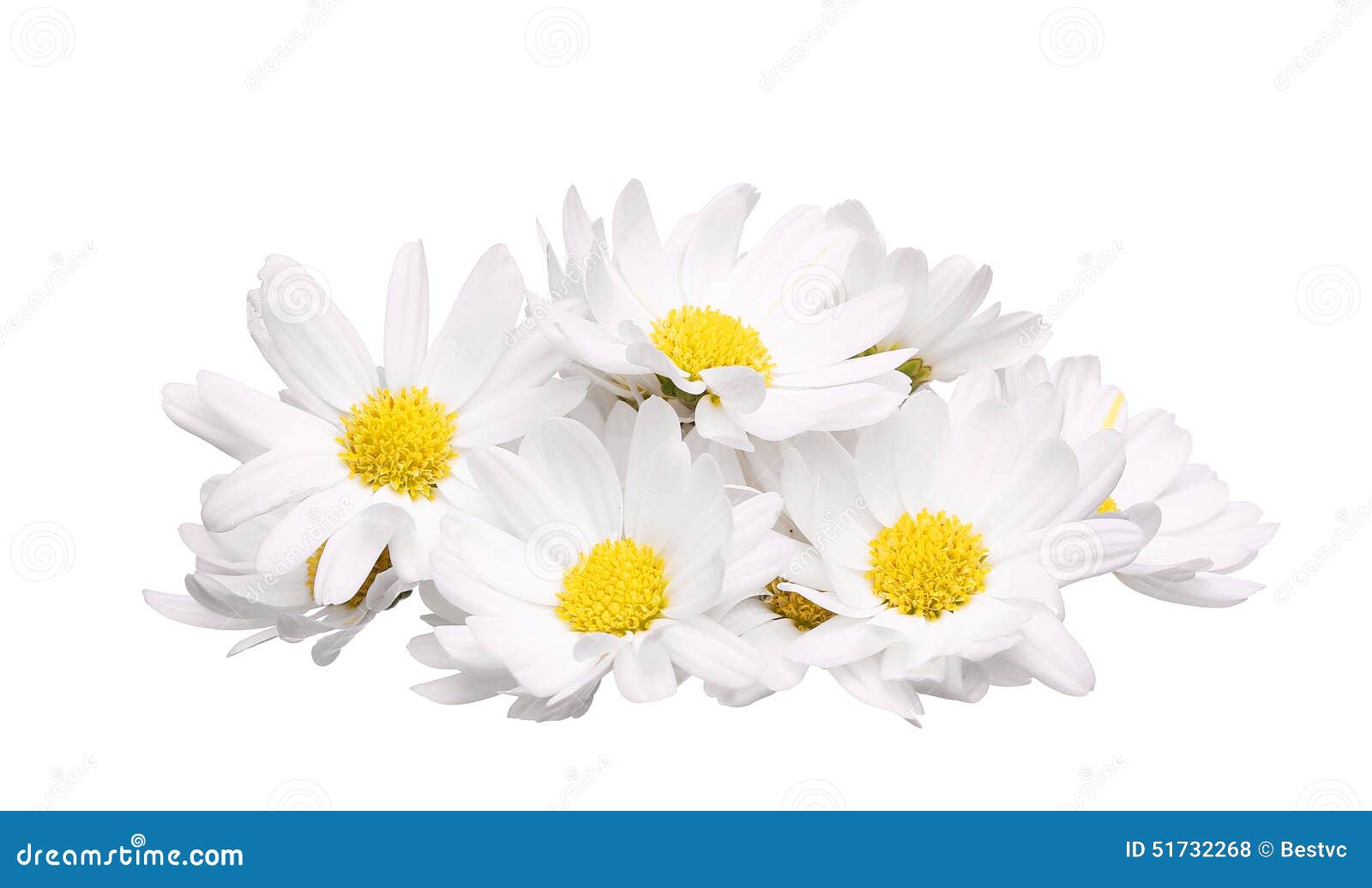 Pile of Chamomile Flower Isolated on White Background Stock Photo ...