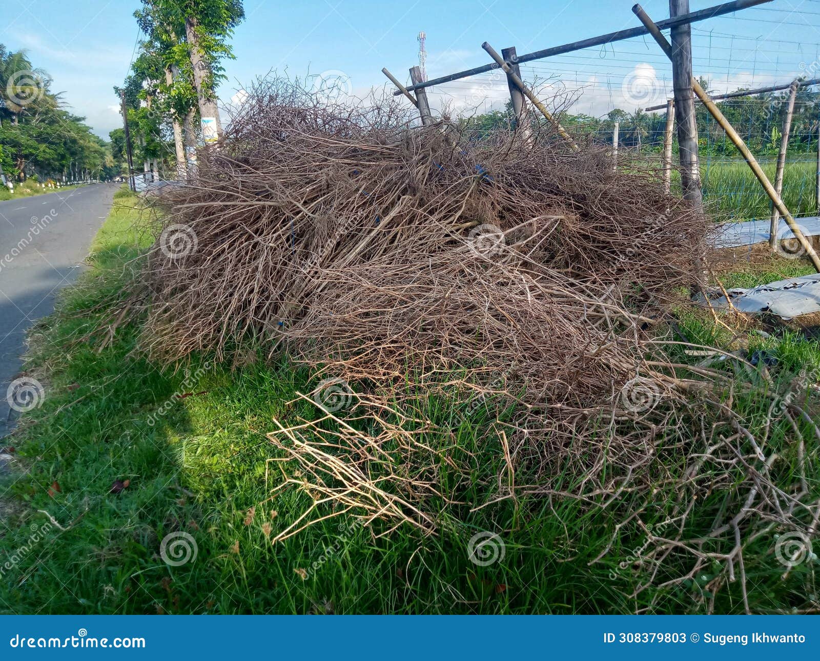 Pile of chili tree waste stock image. Image of waste - 308379803