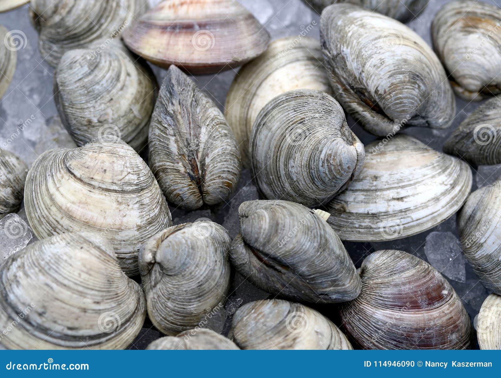 A pile of clams on ice stock photo. Image of diet, cooking - 114946090