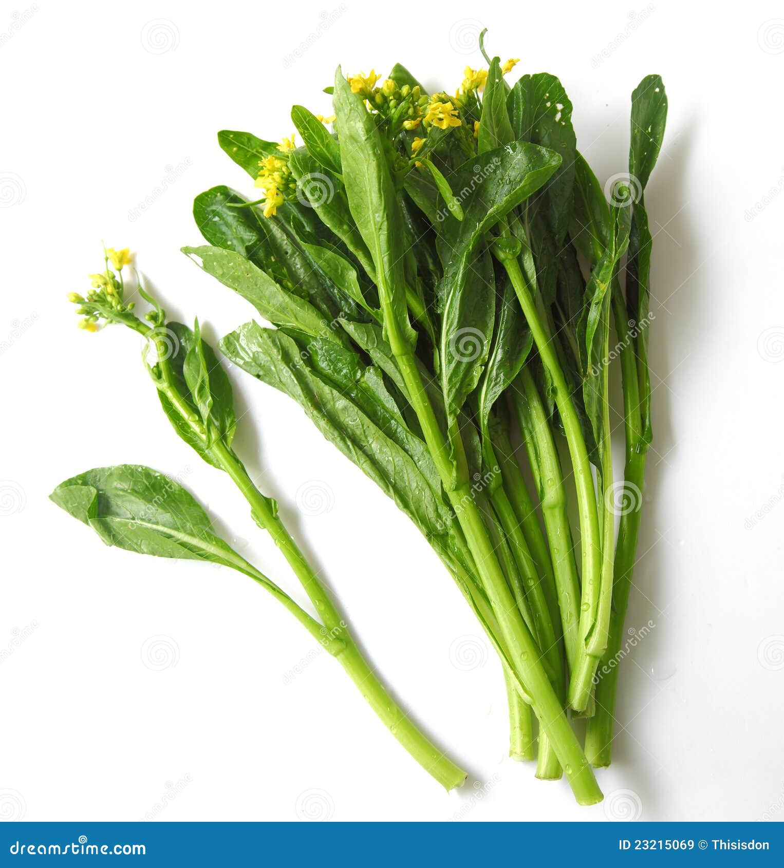 A pile of Choi sum stock image. Image of water, vegetable - 23215069
