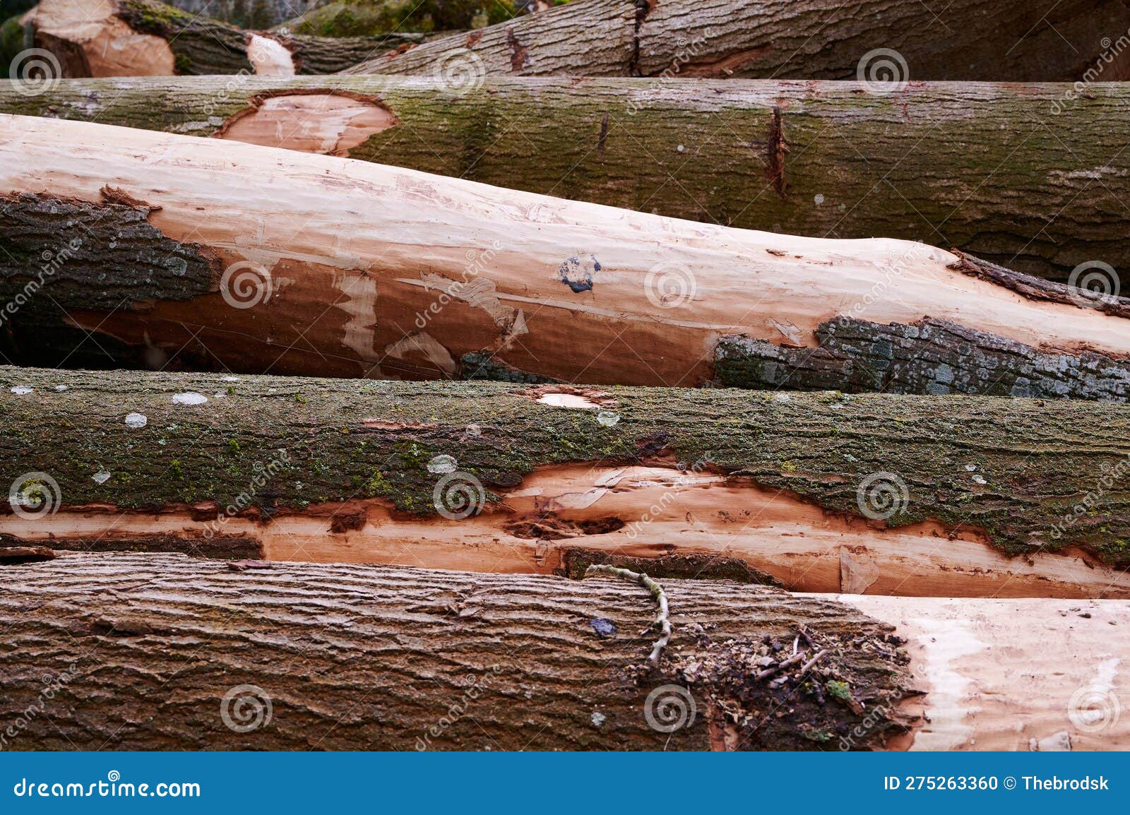 Pile of Chopped Down Logs Lying Horizontal Lengthwise Stock Photo ...