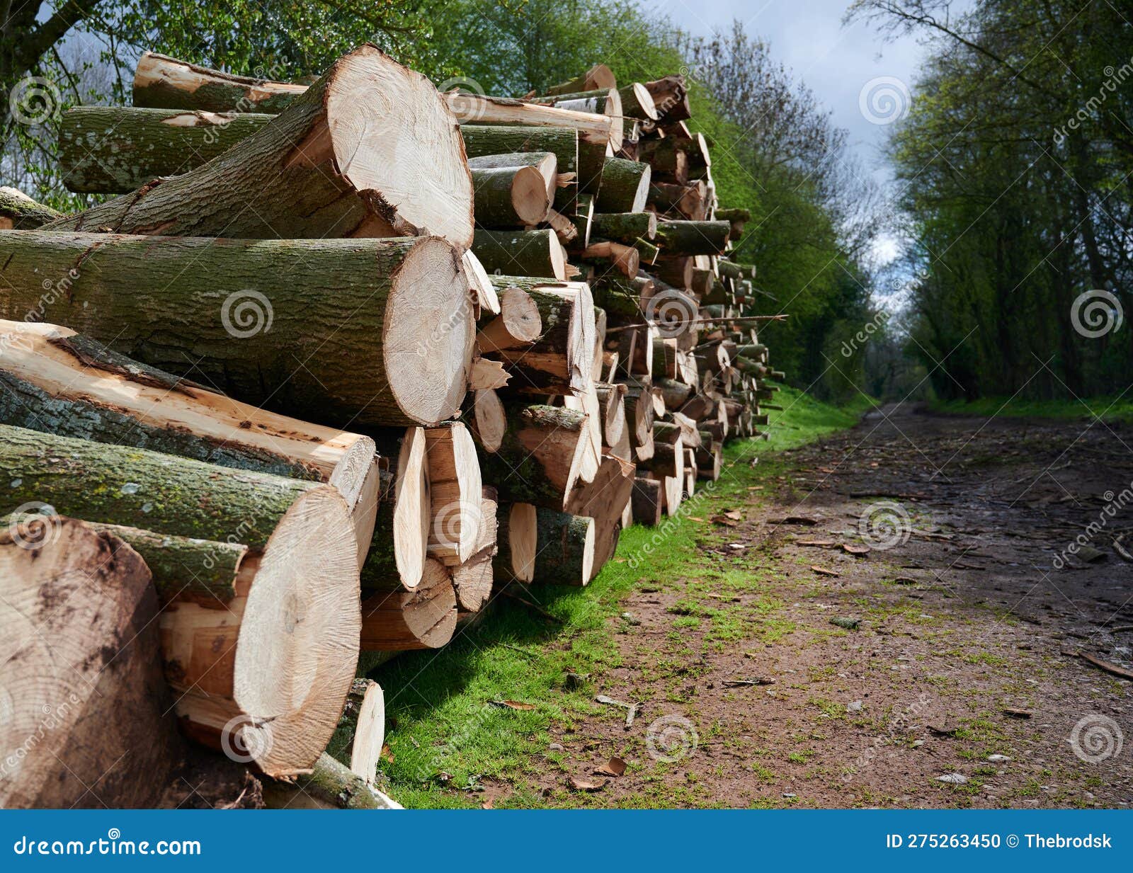 Pile of Chopped Down Logs Lying Horizontal Lengthwise by Muddy Path ...