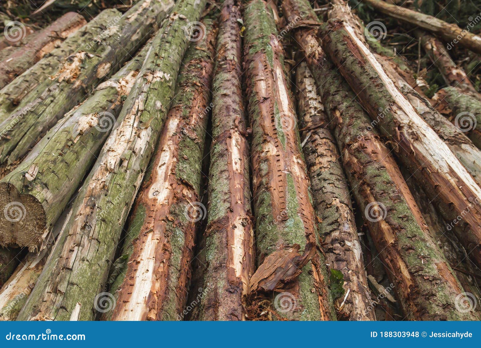 Pile of Chopped Down Pine Tree Logs Stock Photo - Image of destruction ...