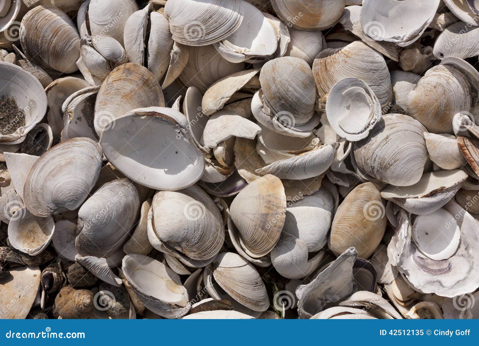 Pile of Shells in Wellfleet, MA Stock Image - Image of texture ...