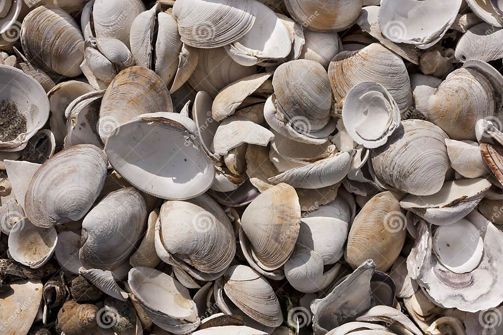 Pile of Shells in Wellfleet, MA Stock Image - Image of texture ...