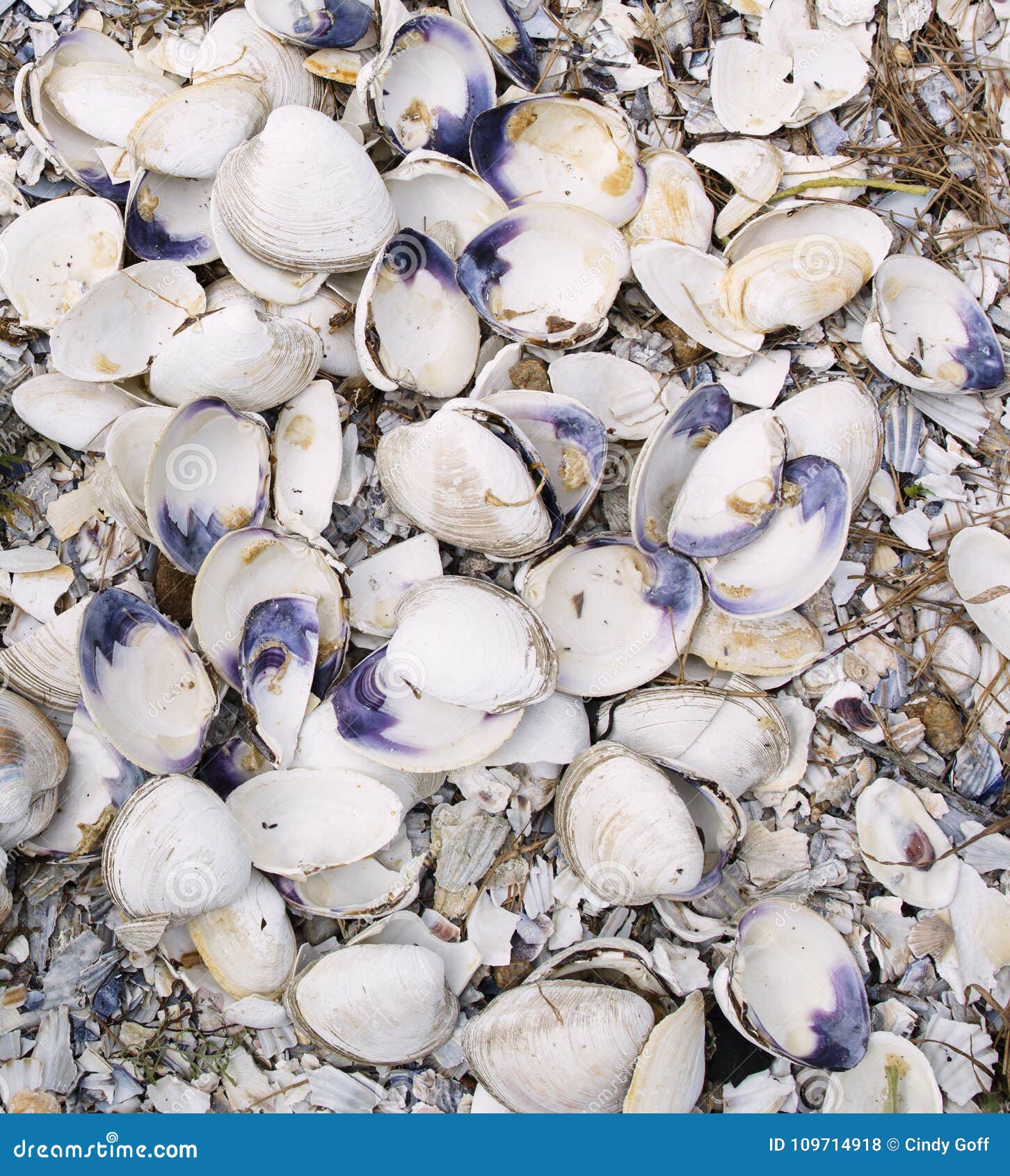 Pile of Shells in Wellfleet Massachusetts on Cape Cod. Stock Photo ...