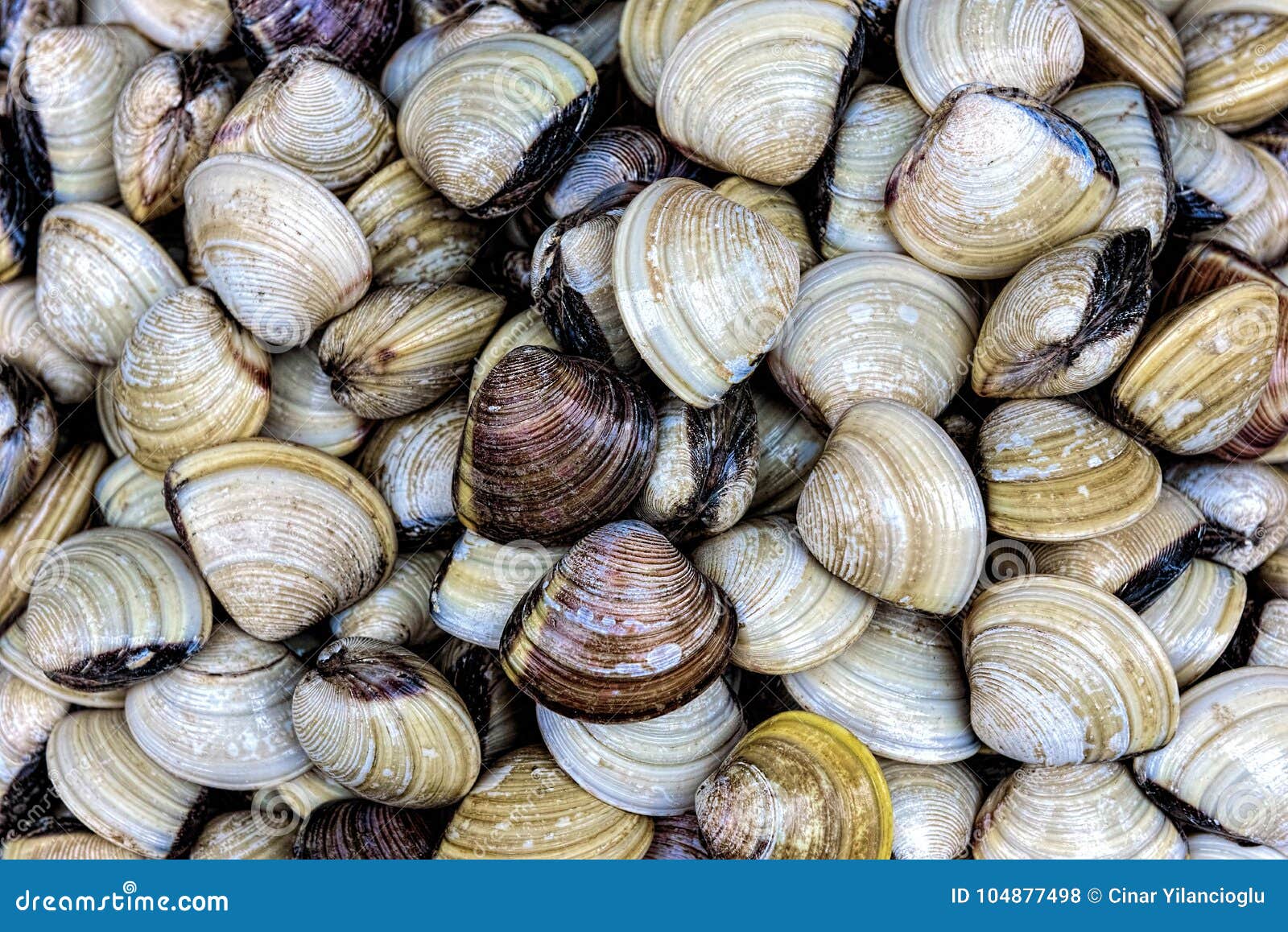 A Pile of Clams in Close-up Stock Photo - Image of ready, boiled: 104877498