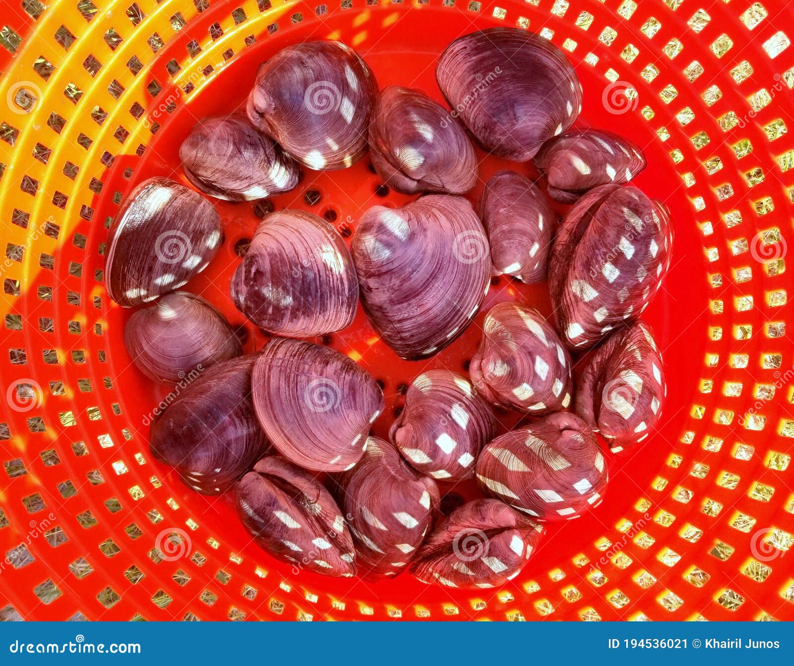 A pile of live clams stock image. Image of seafood, clamming - 194536021