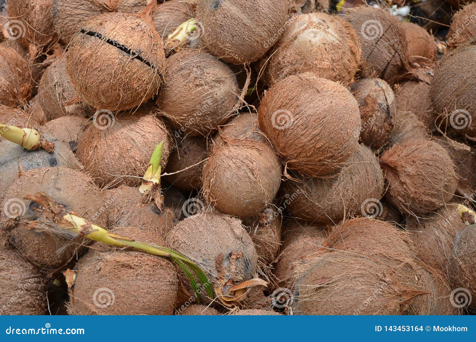 Pile of Coconut Shell with Coconut Shoots, Full Frame Stock Photo ...