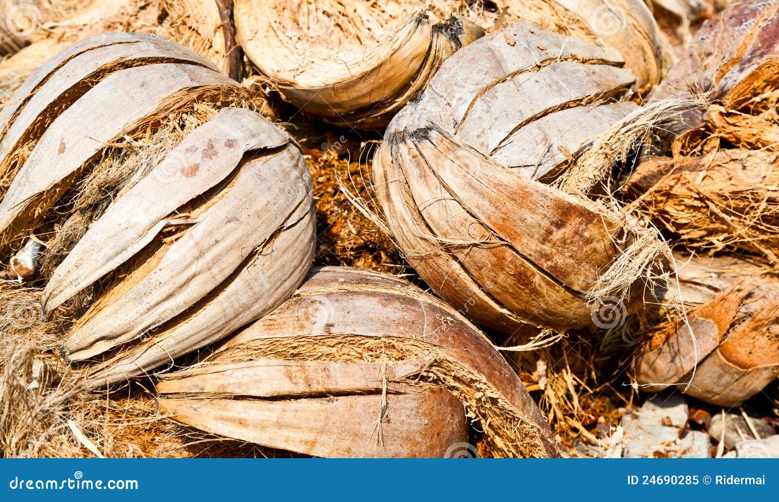 The pile of coconut shells stock image. Image of brown - 24690285