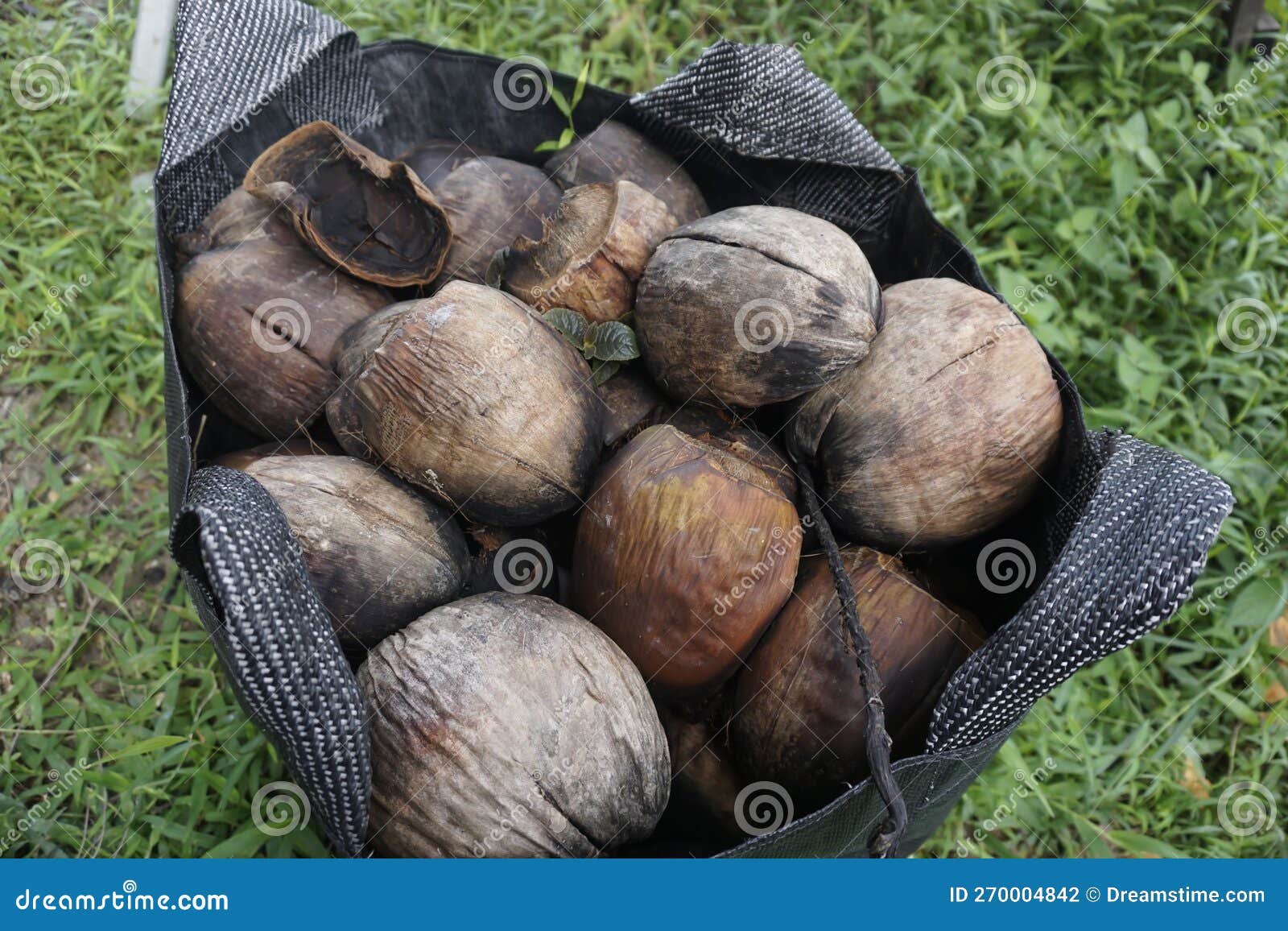 A Pile of Coconut Shells in a Planter Bag Stock Photo - Image of leaf ...