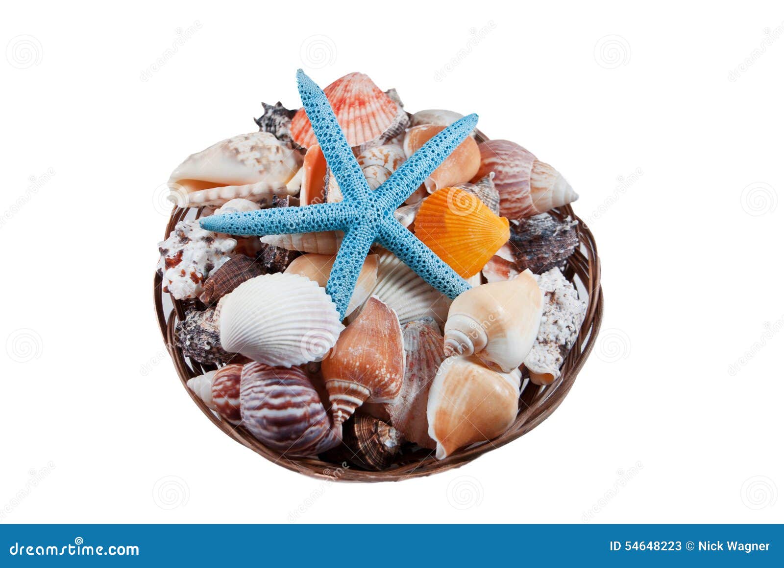 A pile of collected shells stock image. Image of water - 54648223