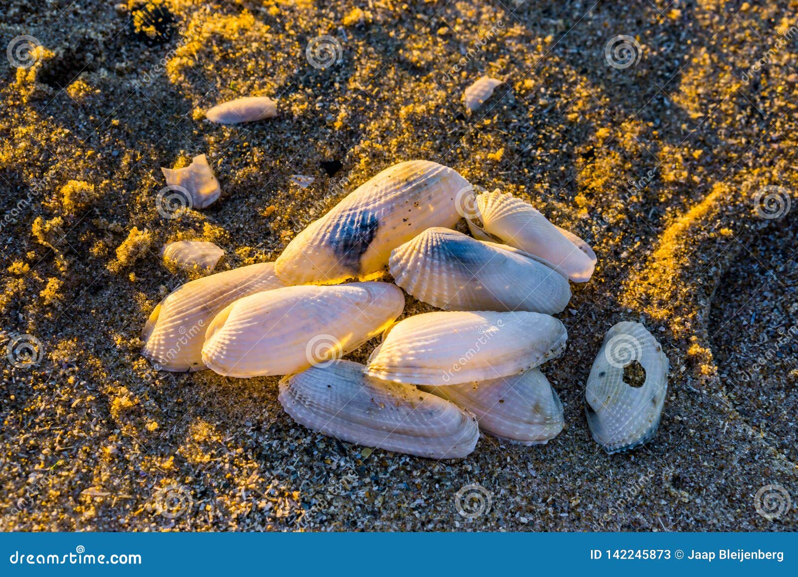 Pile of Collected White Seashells Laying in the Sand, Tropical Beach ...