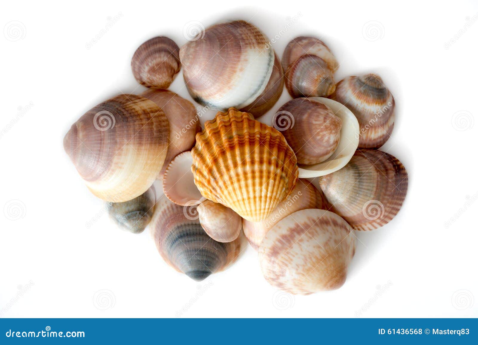 Pile of Colored Seashells Top View Stock Photo - Image of aquatic ...