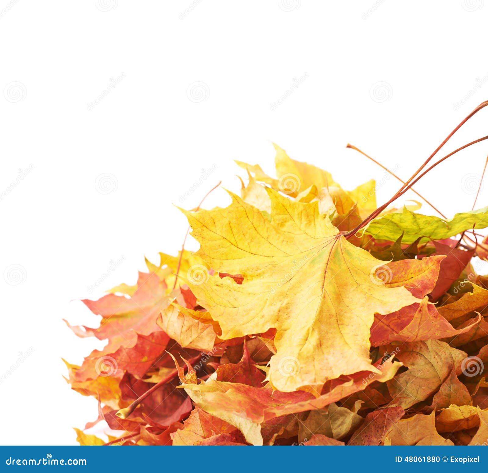 Pile of Colorful Maple Leaves Isolated Stock Photo - Image of golden ...