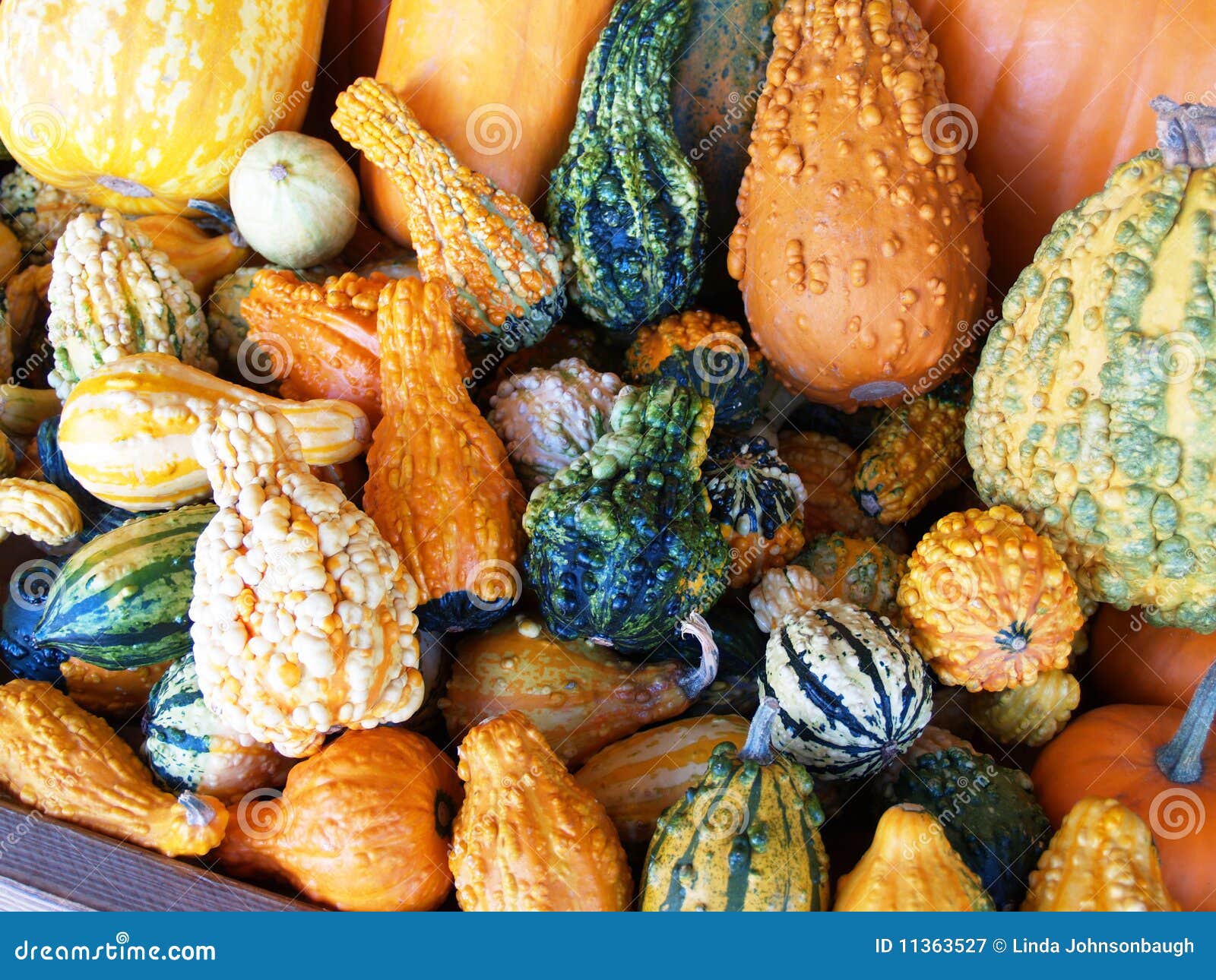 Pile of Colorful Ornamental Gourds Stock Image - Image of agricultural ...