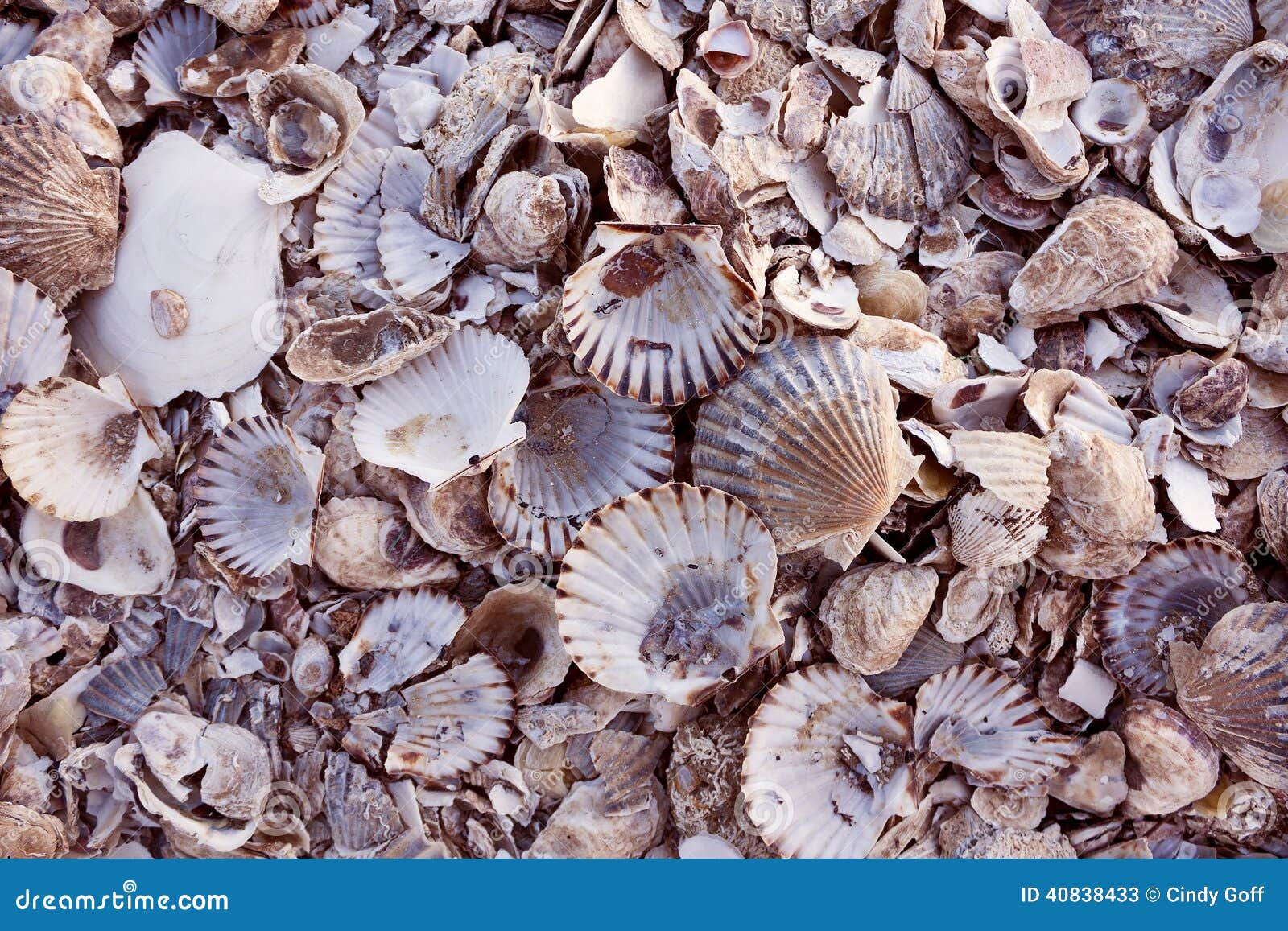 Pile of colorful shells stock image. Image of texture - 40838433