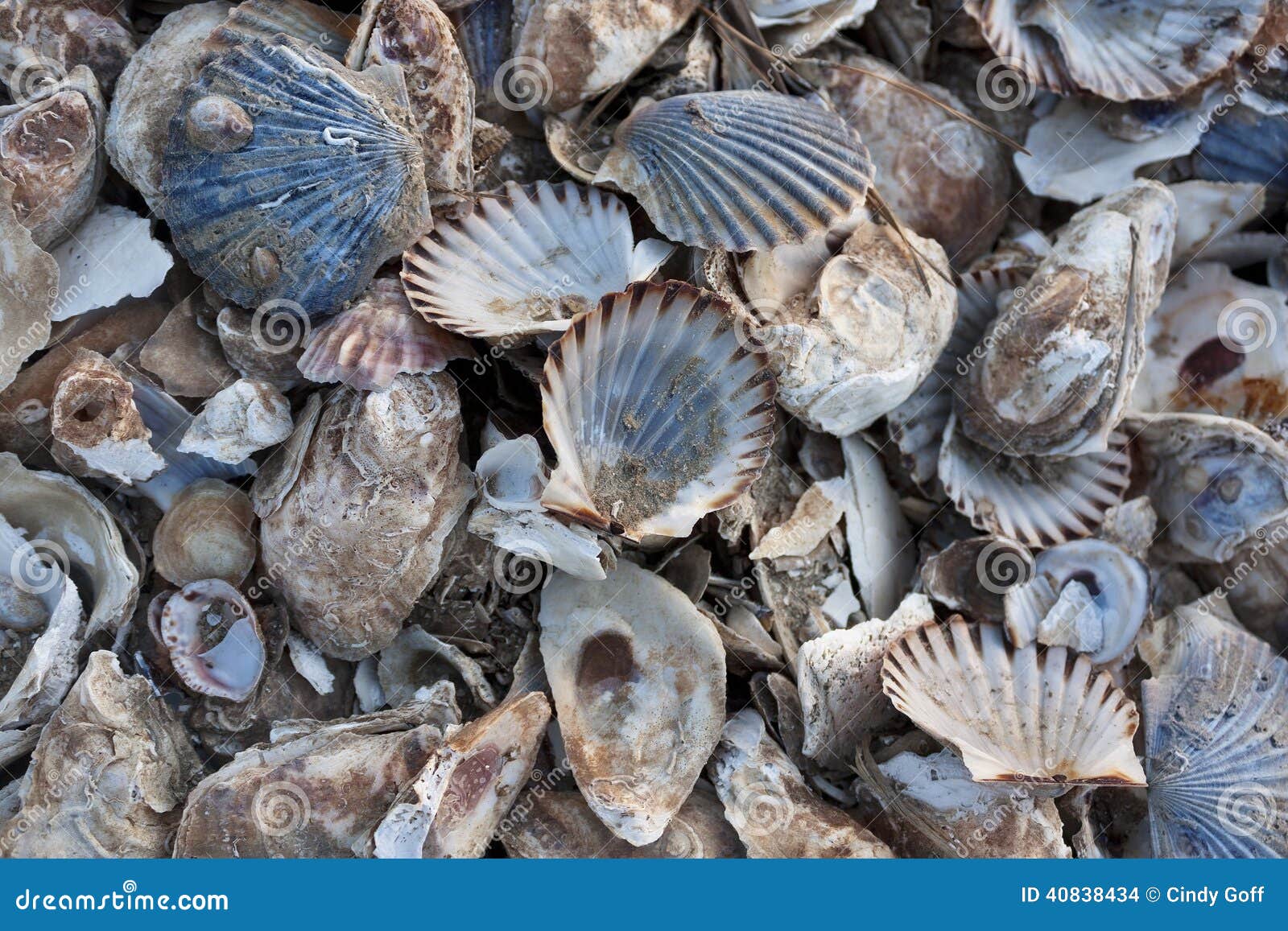 Pile of colorful shells stock photo. Image of nature - 40838434