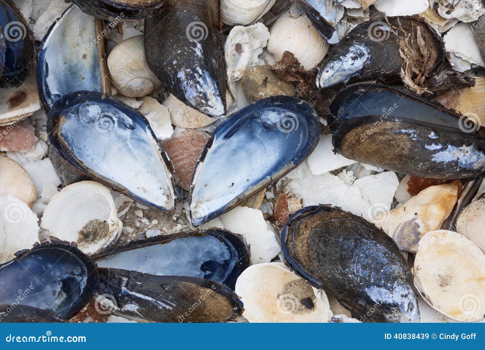 436 Scallop Shells Pile Stock Photos - Free & Royalty-Free Stock Photos ...