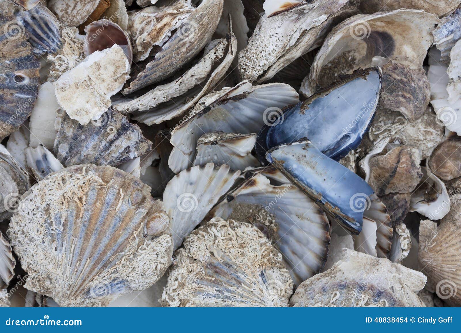 Pile of colorful shells stock photo. Image of coast, pile - 40838454