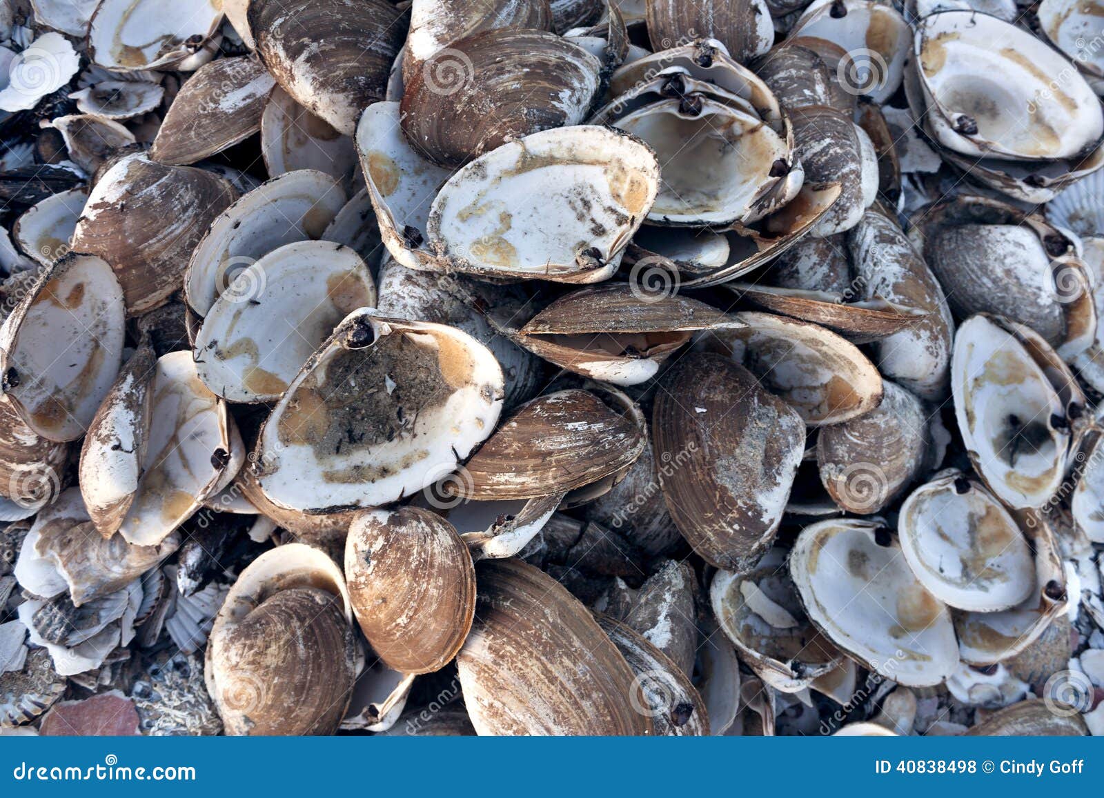 Pile of colorful shells stock photo. Image of shells - 40838498