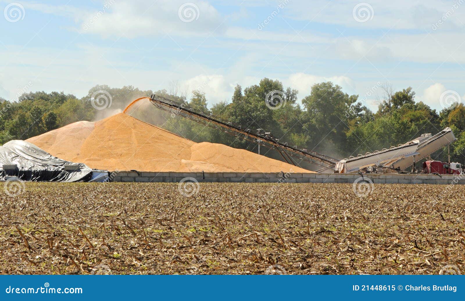 Pile of Corn stock image. Image of corn, harvest, unloading - 21448615