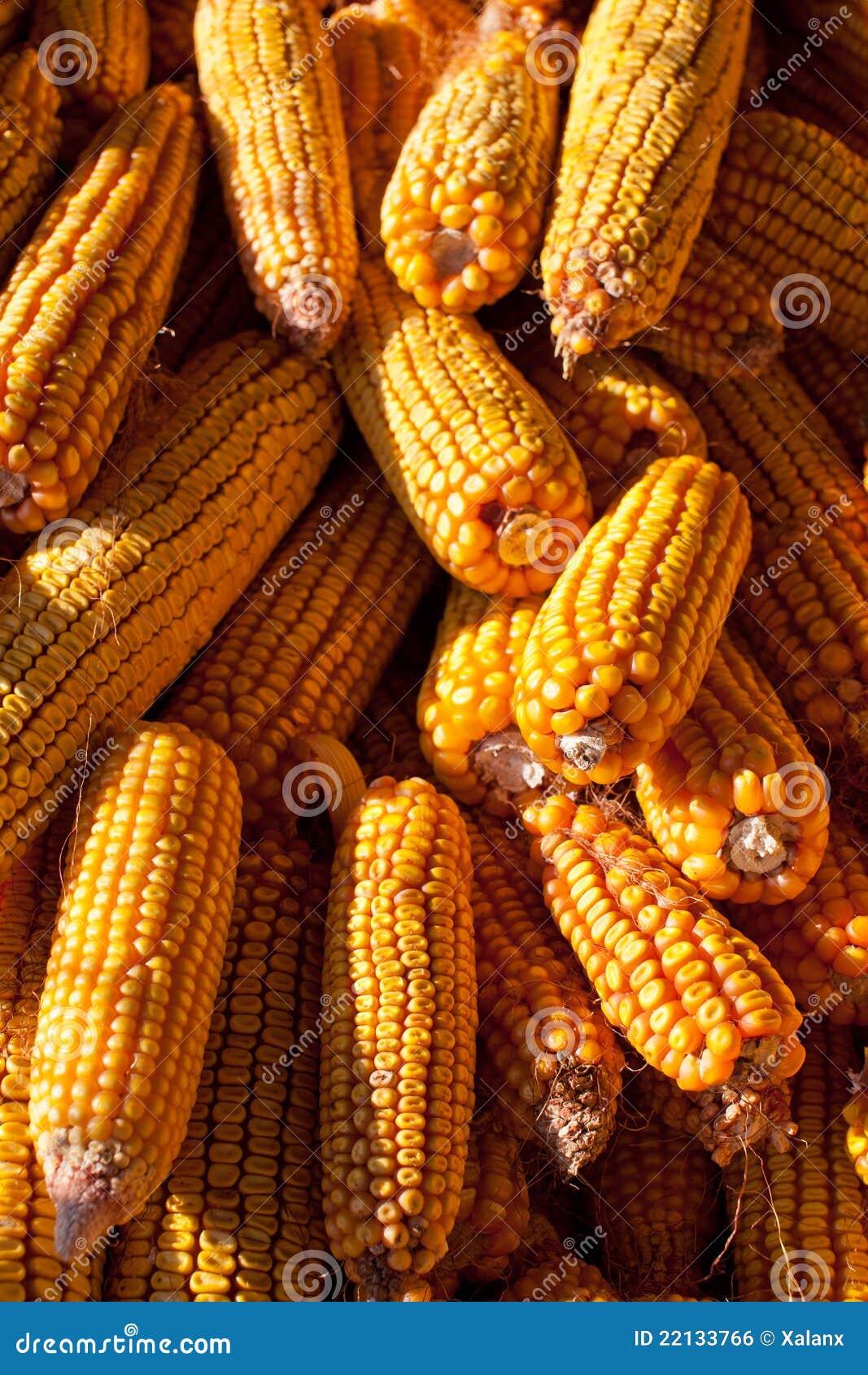 Pile of corn stock photo. Image of countryside, organic - 22133766