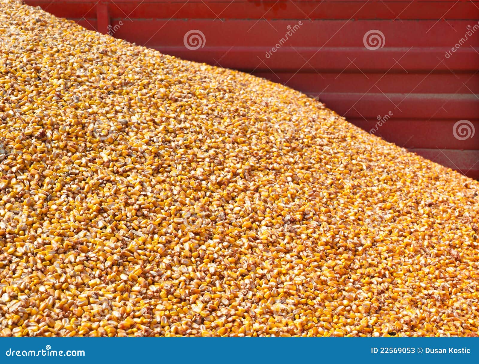 Pile of corn stock image. Image of feed, outdoor, harvest - 22569053
