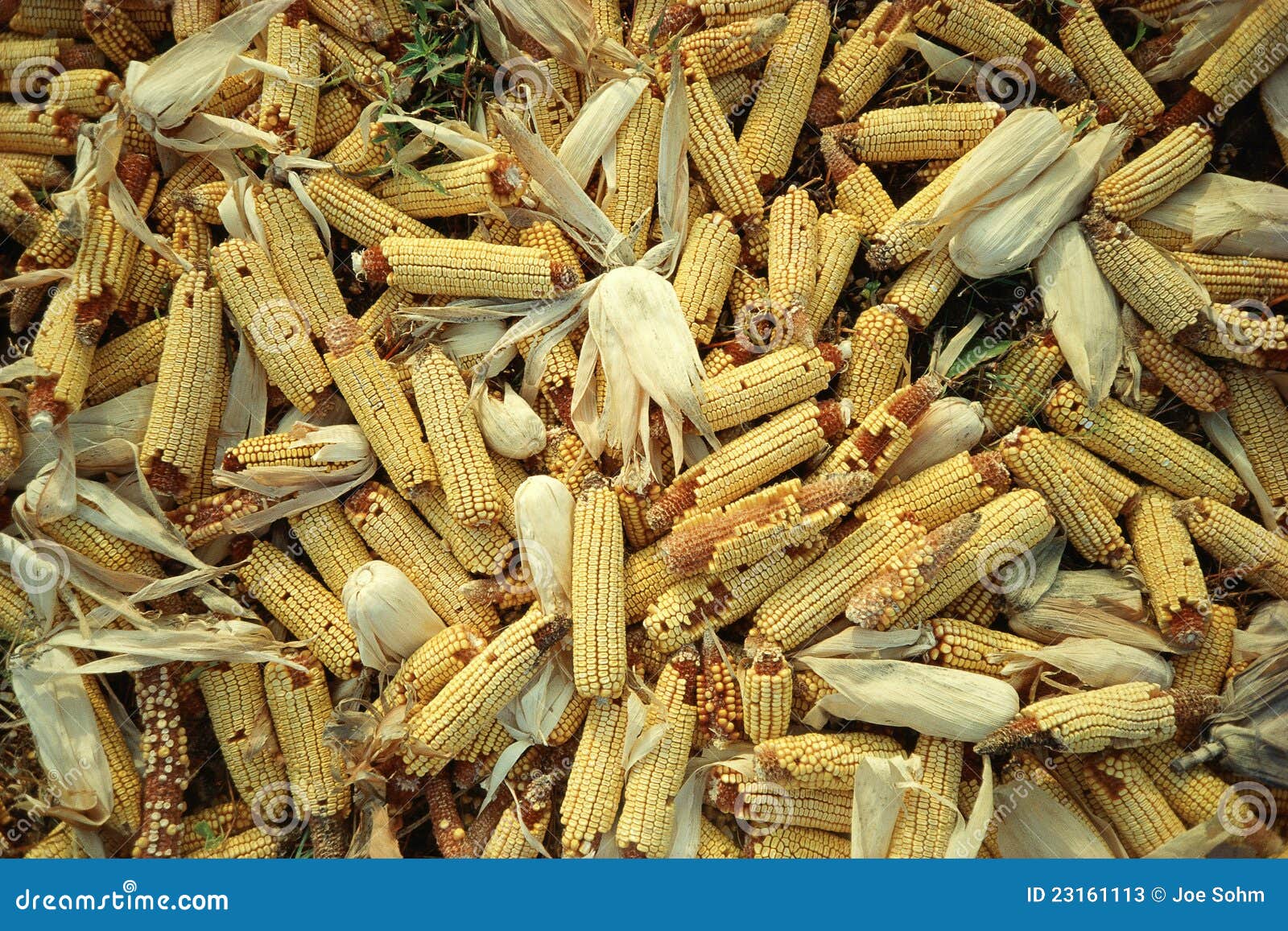 Pile of corn stock image. Image of vegetable, texture - 23161113