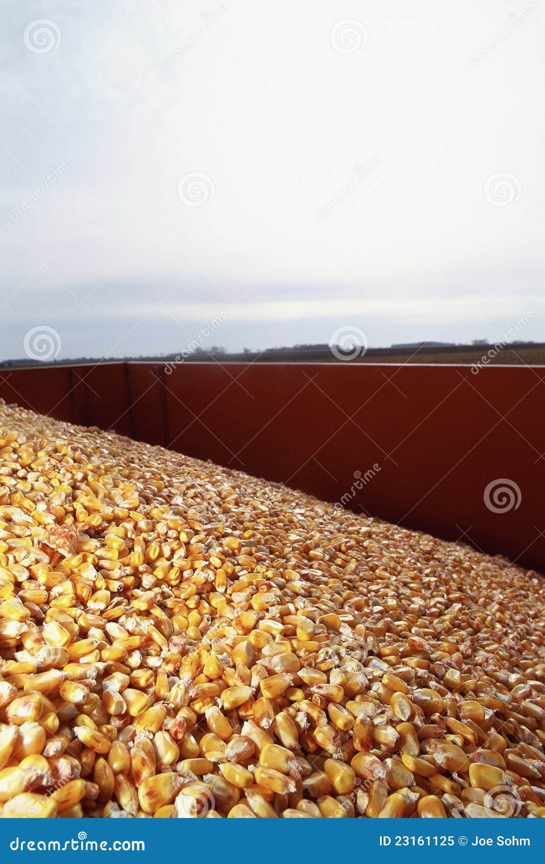 Huge Pile Corn Kernels Stock Photos - Free & Royalty-Free Stock Photos ...