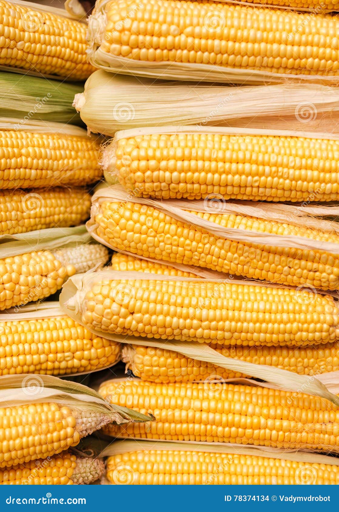 Pile of corn stock photo. Image of kernel, autumn, corn - 78374134