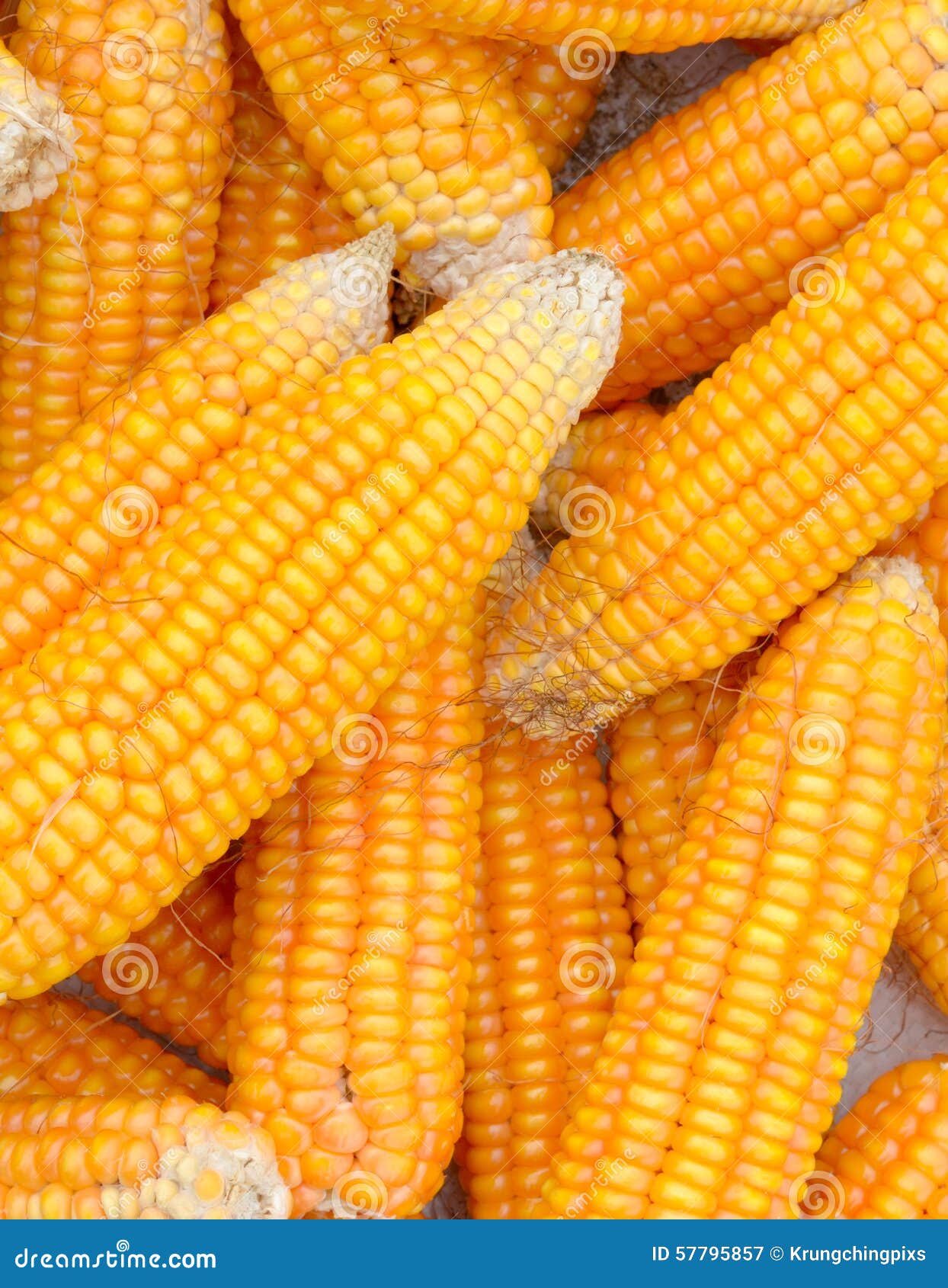 Pile of corn stock image. Image of sweetcorn, group, freshness - 57795857