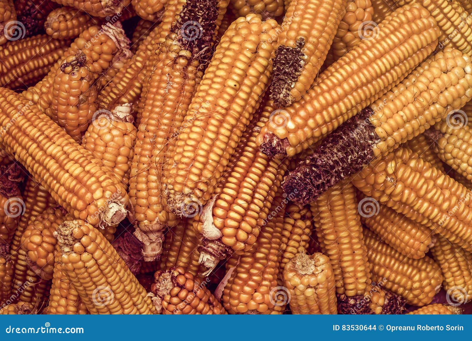A pile of corn cob stock photo. Image of group, farmer - 83530644