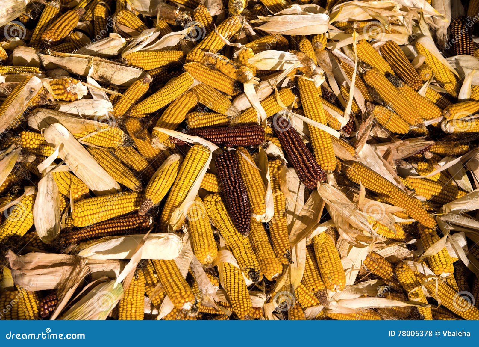 A pile of corn cobs stock photo. Image of corncob, closeup - 78005378